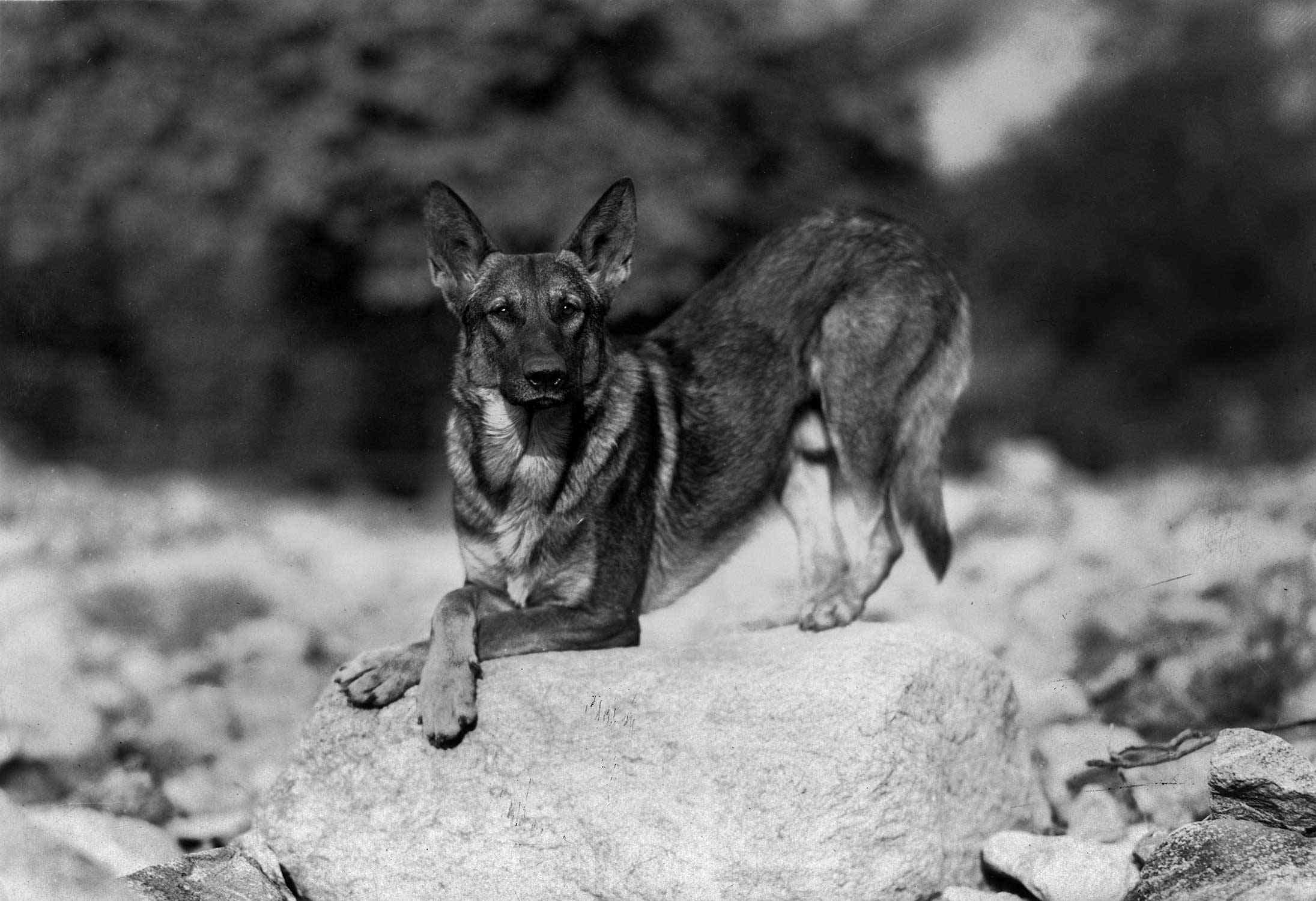February 8, 1960 Rin Tin Tin – Historical Easter Eggs – Today in History