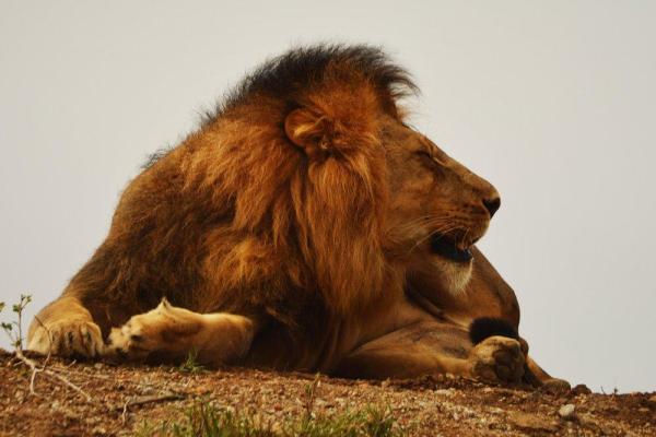 April 1, 1698 Washing the Lions – Historical Easter Eggs – Today in History