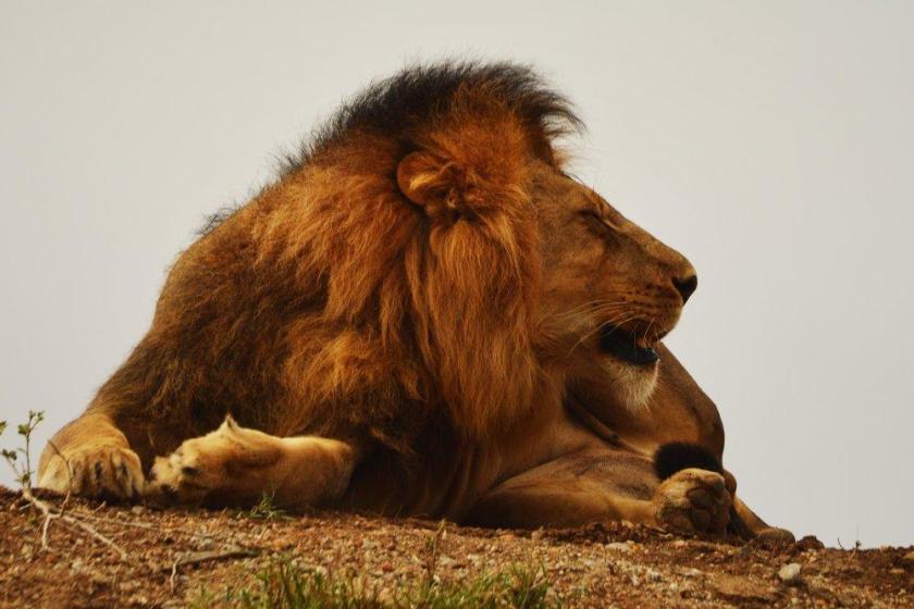 April 1, 1698 Washing the Lions – Historical Easter Eggs – Today in History