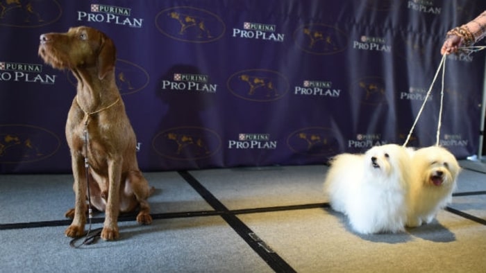 May 8, 1877 Westminster Dog Show – Historical Easter Eggs – Today in ...