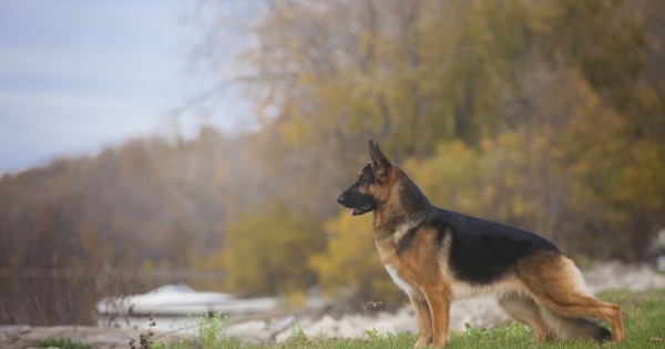 May 8, 1877 Westminster Dog Show – Historical Easter Eggs – Today in ...
