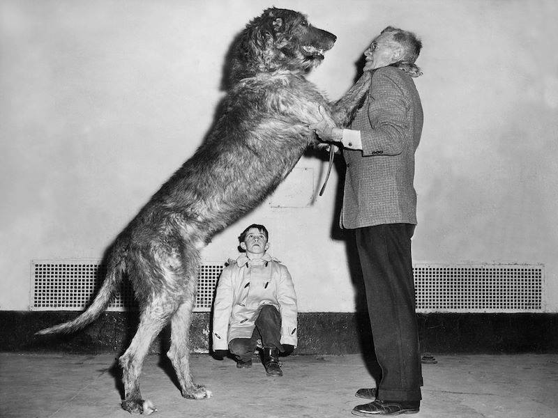 May 8, 1877 Westminster Dog Show – Historical Easter Eggs – Today in ...