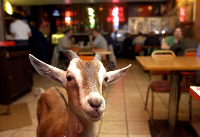 October 6, 1945 Curse of the Billy Goat – Historical Easter Eggs ...