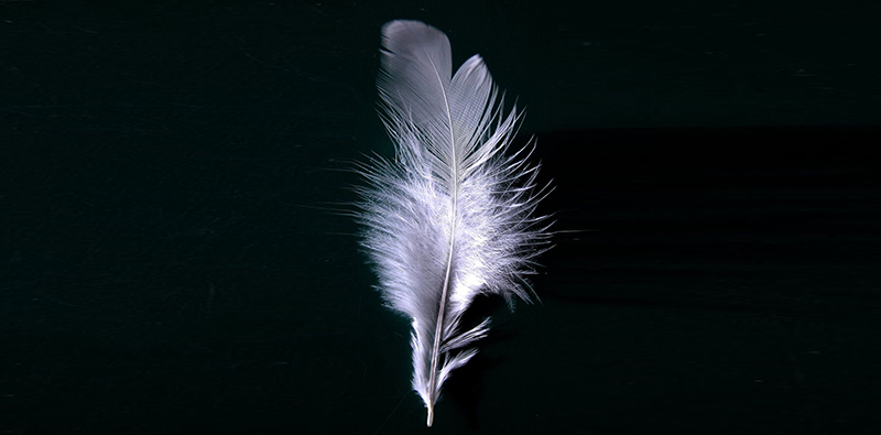 March 28, 1918 A White Feather – Historical Easter Eggs – Today in History
