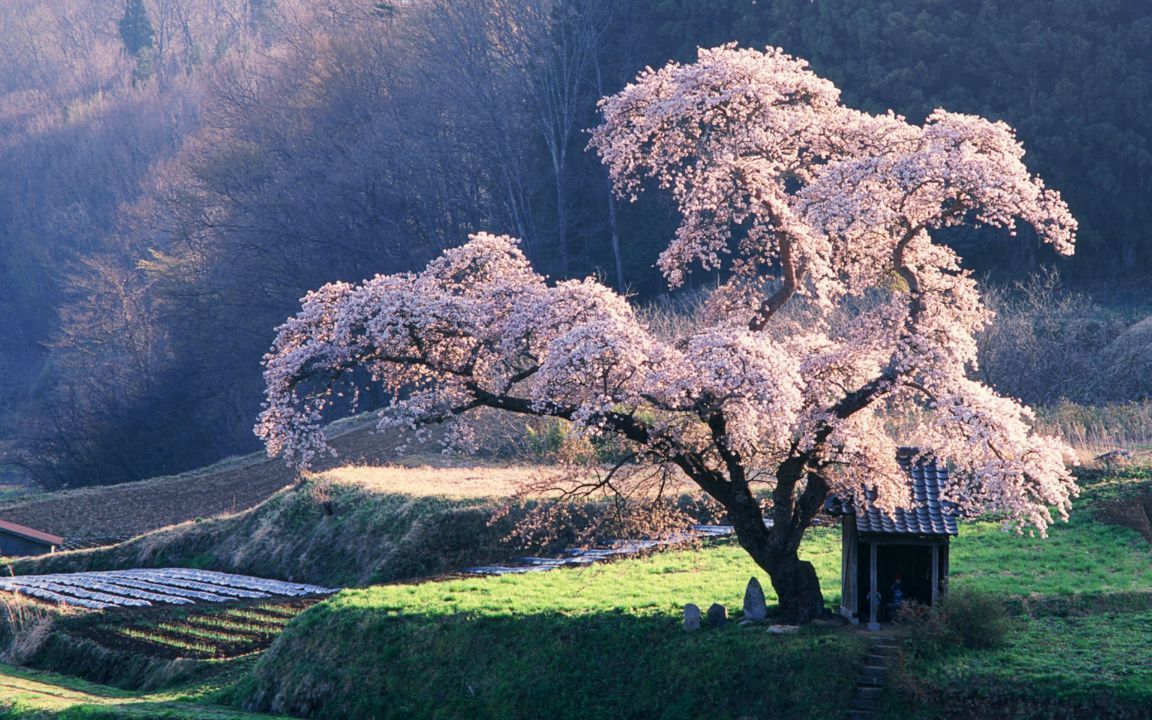 March 27, 1912 Cherry Blossoms on the Potomac – Historical Easter Eggs ...