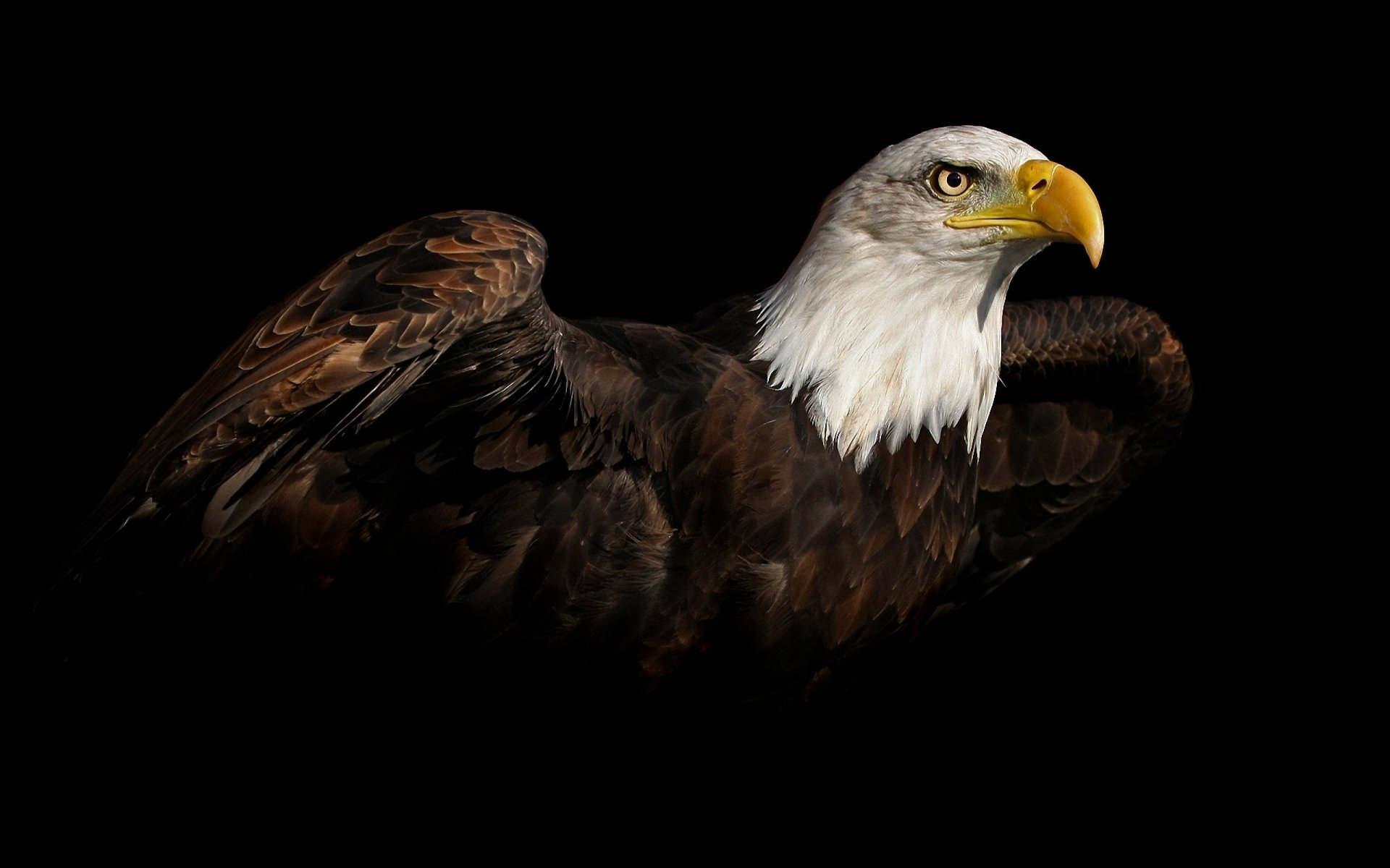 June 20, 1782 American Eagle – Historical Easter Eggs – Today in History