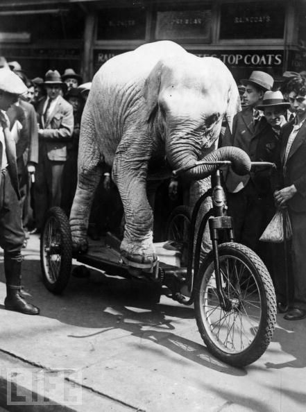 January 4, 1903 Electrocuting an Elephant – Historical Easter Eggs ...