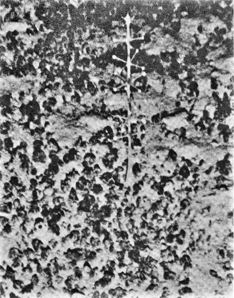 February 13, 1961 A Prehistoric Spark Plug – Historical Easter Eggs ...