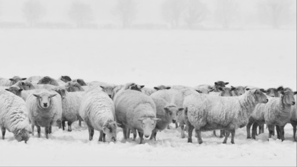 March 17, 1968 Skull Valley Sheep Kill – Historical Easter Eggs – Today ...