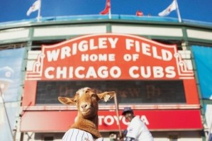 October 6, 1945 Billy Sianis’ Goat – Historical Easter Eggs – Today in ...