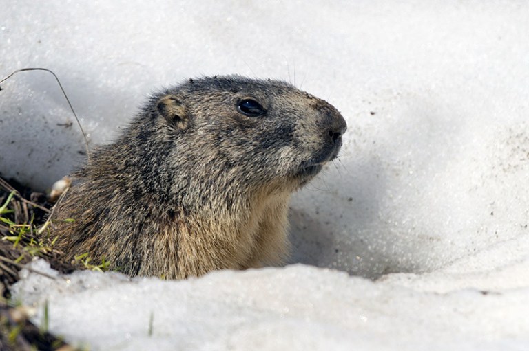 Groundhog Day – Historical Easter Eggs – Today in History