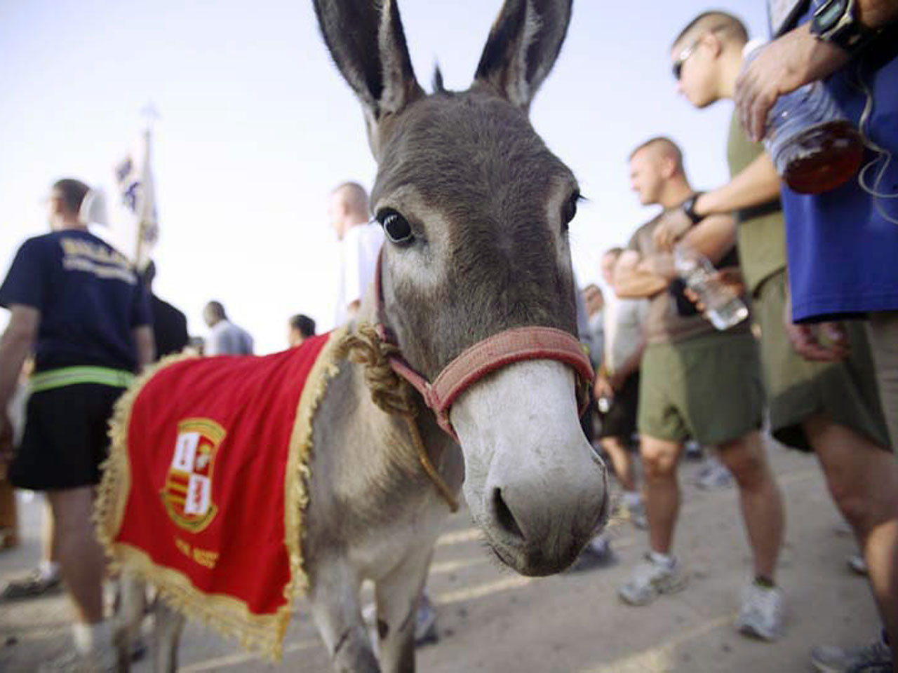 May 18, 2011 No Ordinary Donkey – Historical Easter Eggs – Today in History
