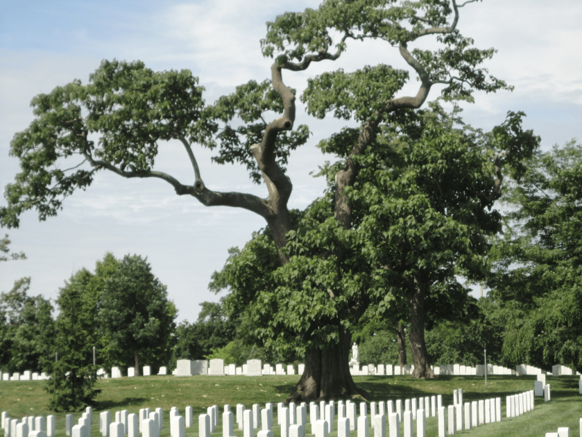 June 15, 1864 A Living Memorial – Historical Easter Eggs – Today in History