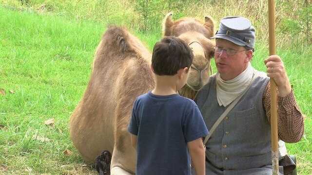 September 19, 1862 Old Douglas, the Confederate Camel – Historical ...