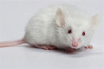 April 29, 1944 The White Mouse – Historical Easter Eggs – Today in History